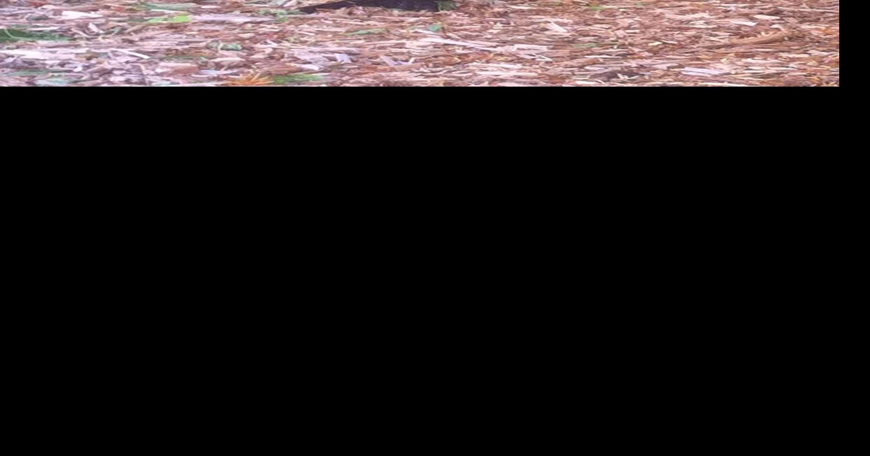 Citizens rescue fox in need of help in downtown Oakville