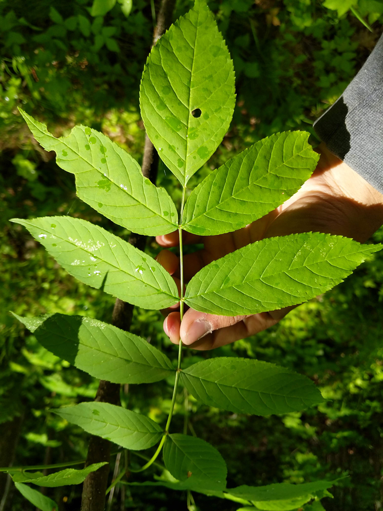 Ontario residents need this treatment to save ash trees
