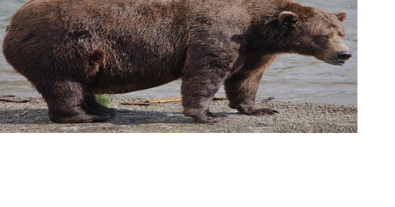 What the heck is Fat Bear Week? Voting starts Sept. 23