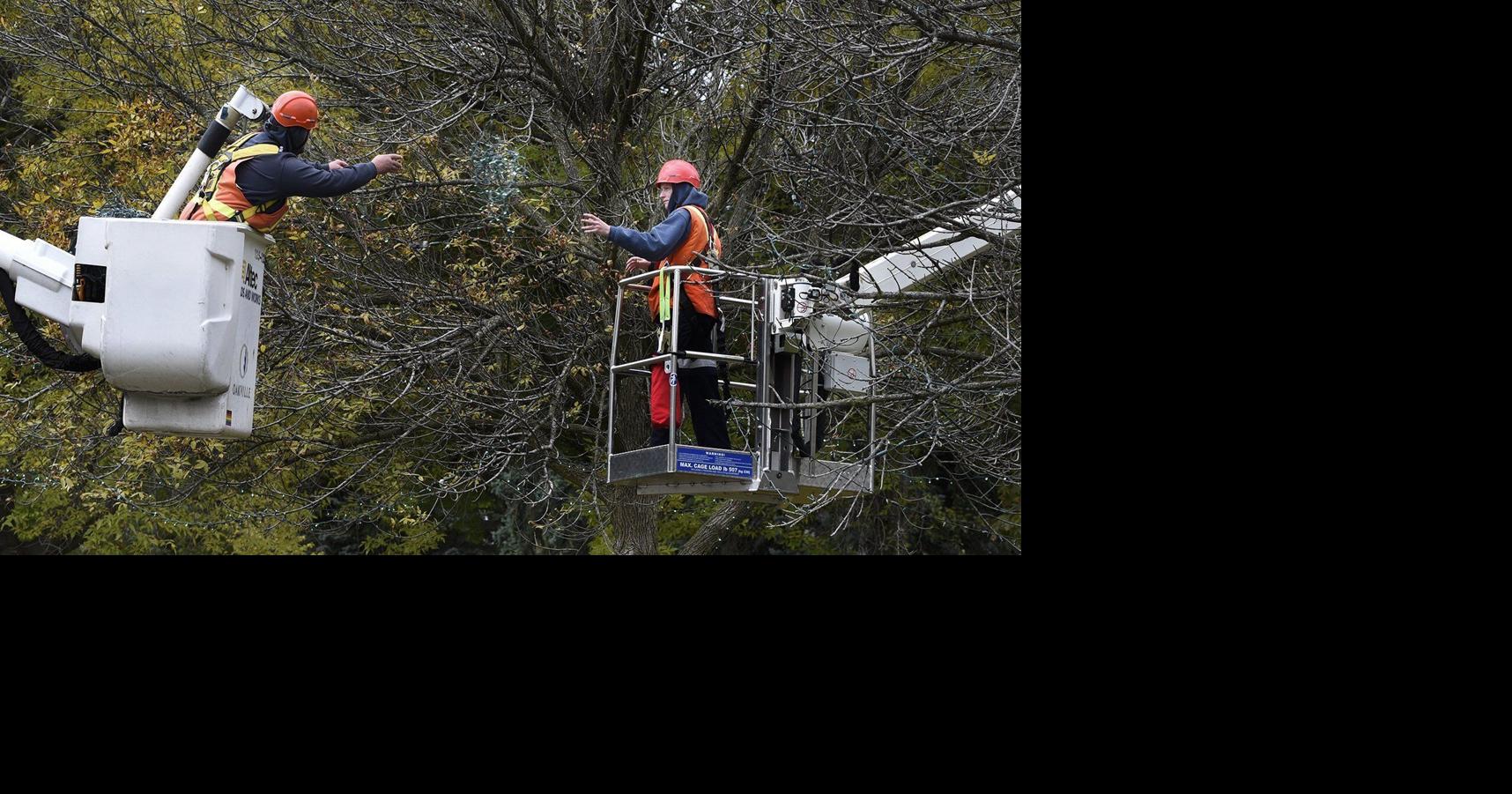 Oakville set to begin annual tree trimming programs