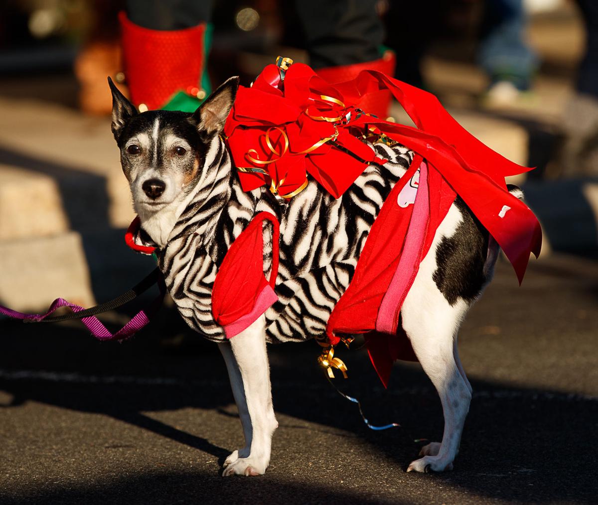 PHOTOS: ‘Reindogs’ help bring the holiday spirit to life | Multimedia ...