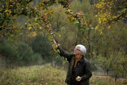 Italian fruit detective racing to save forgotten varieties | National ...