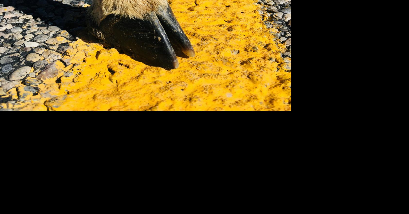 Virginia House bill would let more people claim roadkill | Headlines ...