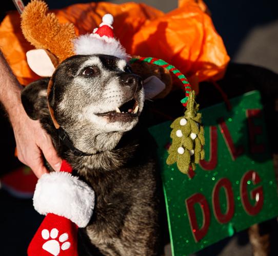 PHOTOS: ‘Reindogs’ help bring the holiday spirit to life | Multimedia ...