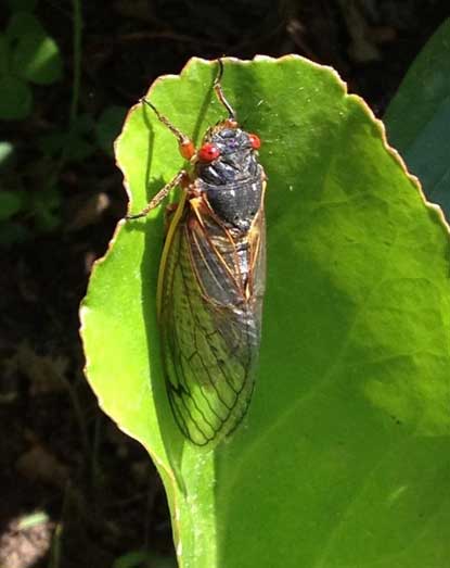 Cicadas! | Multimedia | insidenova.com