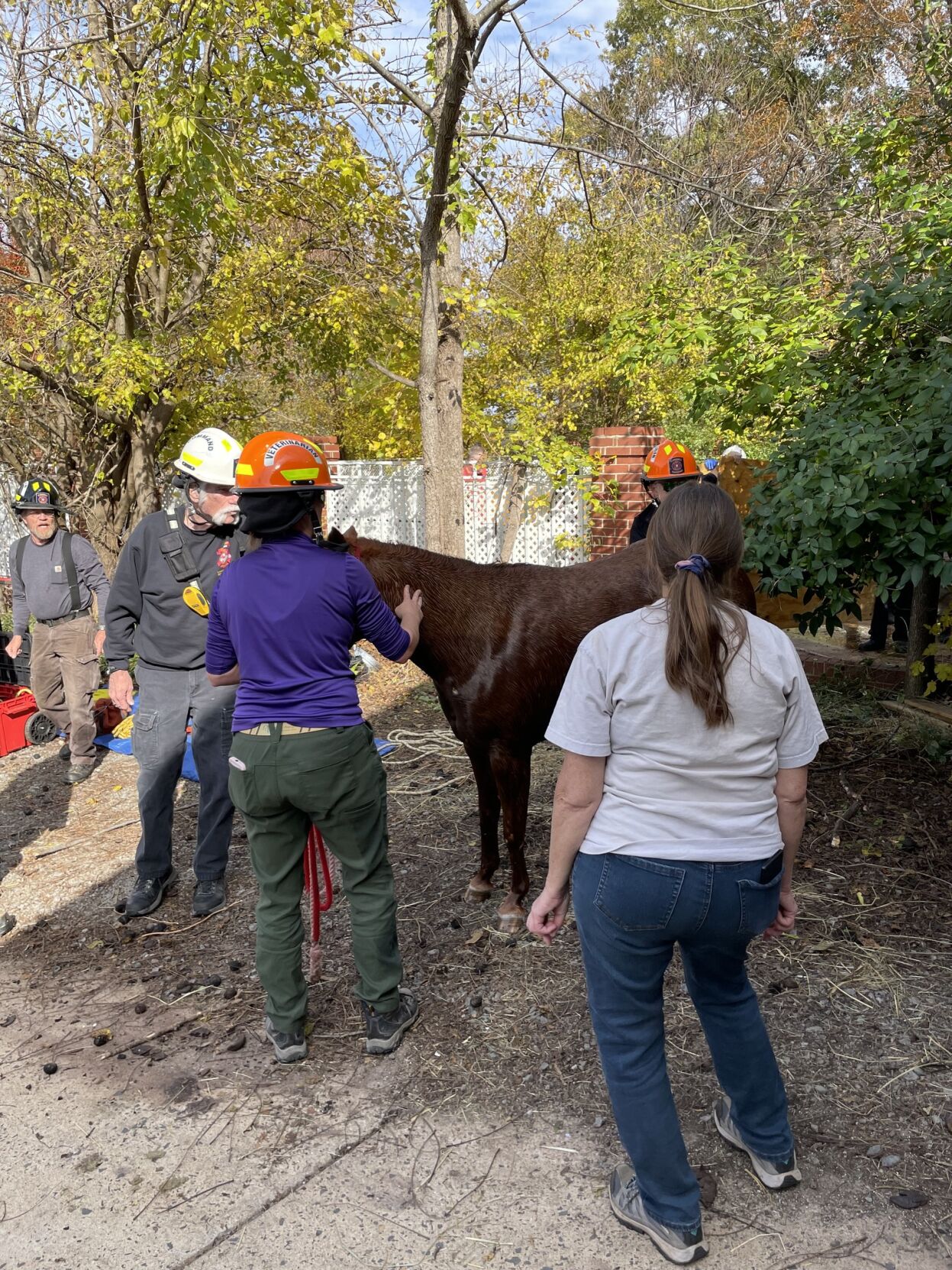 900-pound pony rescued from Nokesville swimming pool | Headlines ...