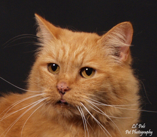 Adopt Garfield | Lifestyles | insidenova.com