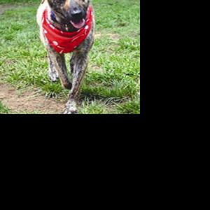 Adopt Jessie | Lifestyles | insidenova.com