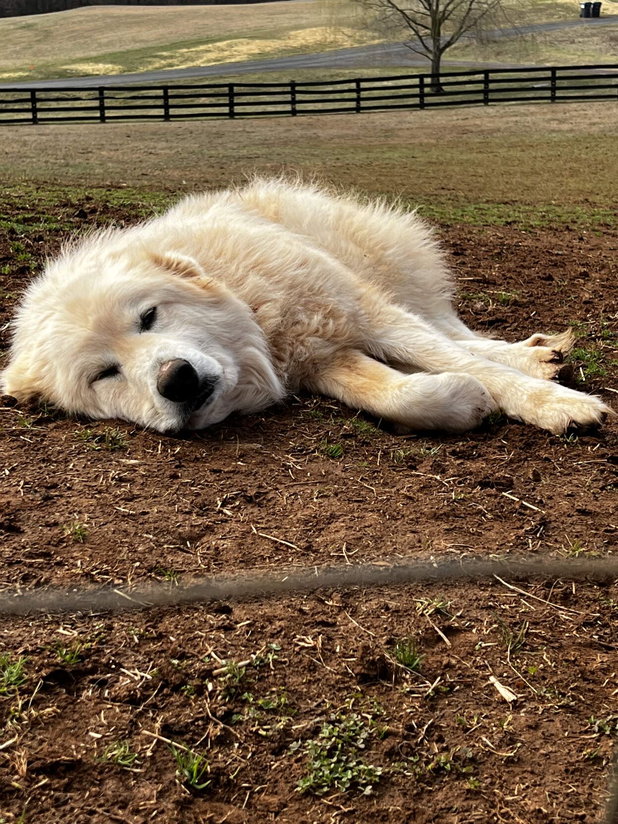 PHOTOS: Snuggled up: Charming Hill Farm offers goat cuddling in Brandy ...