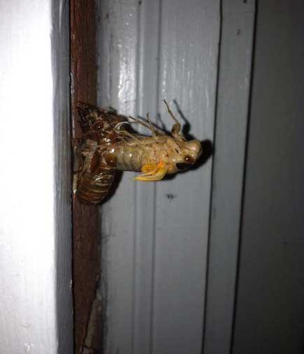 Cicadas! | Multimedia | insidenova.com