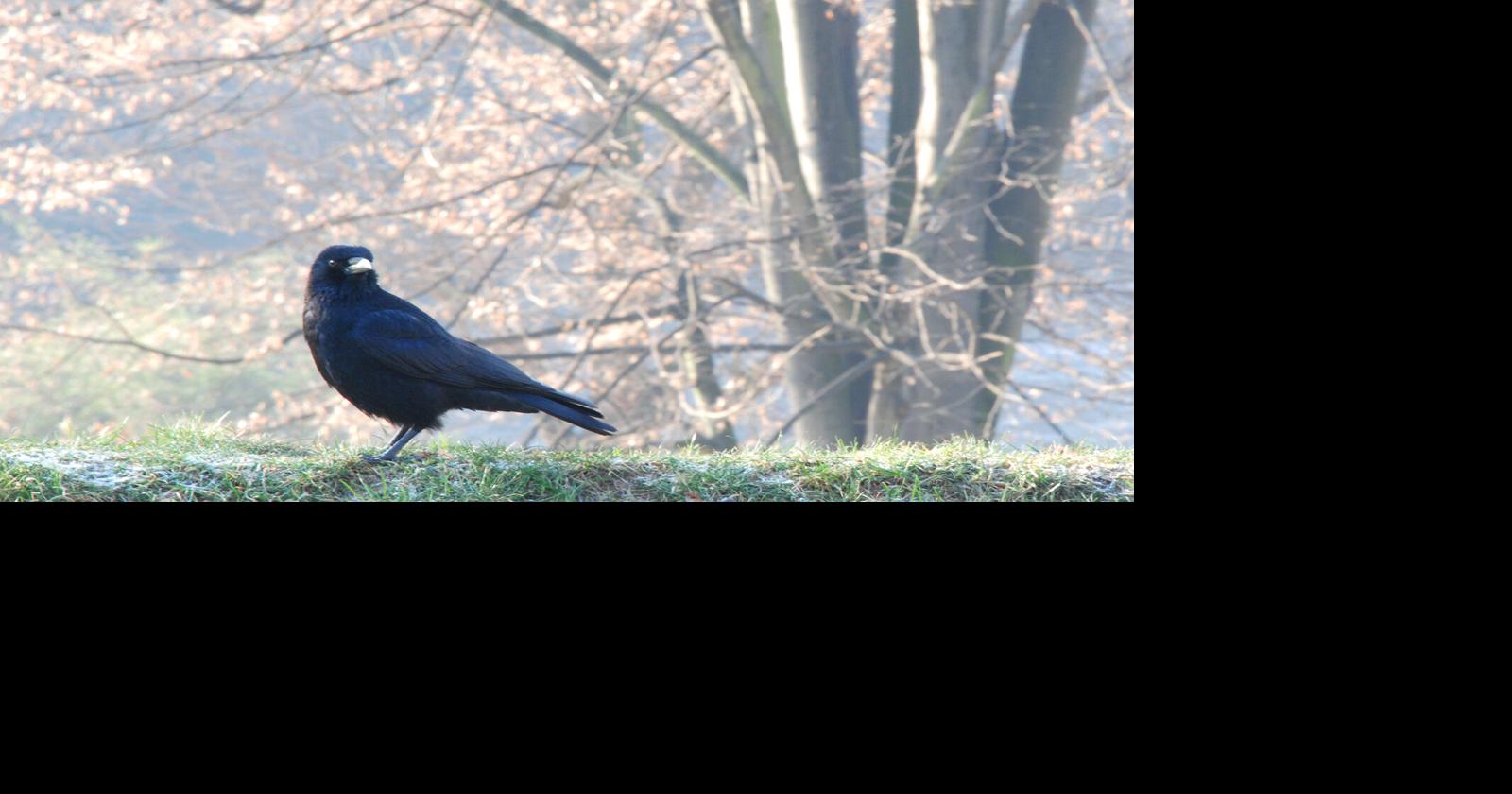 Crow causes power outage in the city of Manassas | | insidenova.com