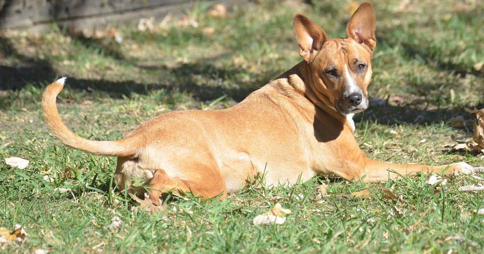 Do we need breed-specific legislation? | Lifestyles | insidenova.com