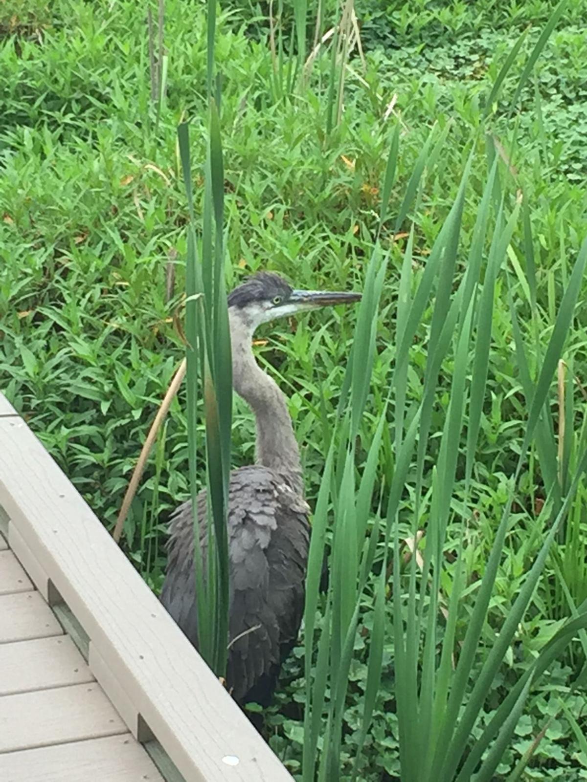 Fairfax animal control rescues injured great blue heron | Headlines ...