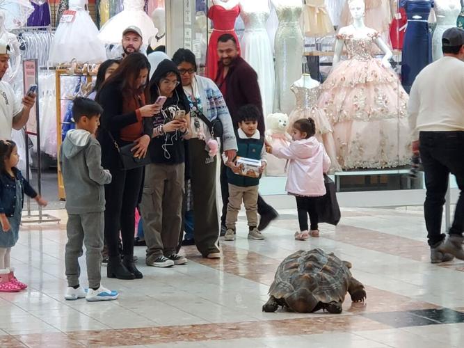 Change of plans: Raging Reptiles opens at Manassas Mall | Headlines ...