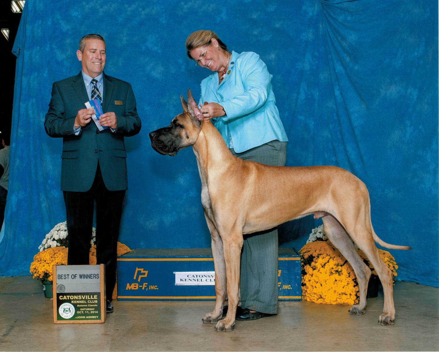 Gainesville Great Dane to compete in Westminster dog show | Headlines ...