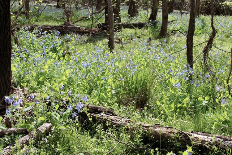 IN PHOTOS: Bluebells bloom at Merrimac Farm | Headlines | insidenova.com