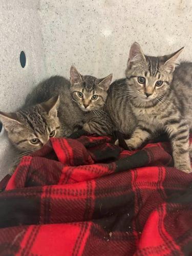 Pets rescued in Hurricane Helene arrive in Northern Virginia ...