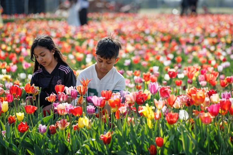 IN PHOTOS: A stunning spring scene at Burnside Farms in Nokesville ...