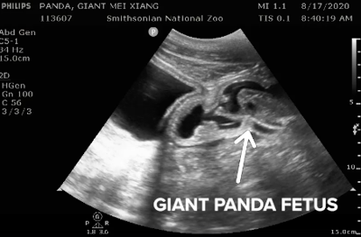 Panda watch: There's a baby in there! | Headlines | insidenova.com