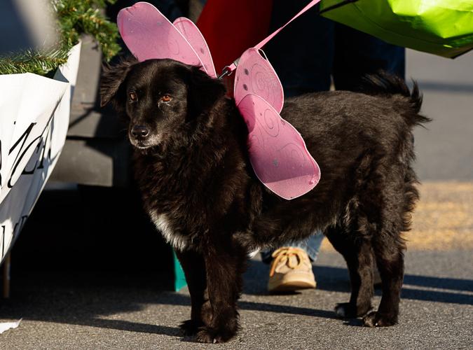 PHOTOS: ‘Reindogs’ help bring the holiday spirit to life | Multimedia ...