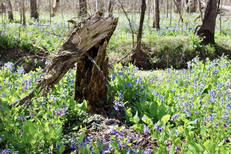 IN PHOTOS: Bluebells work their magic at Nokesville's Merrimac Farm ...