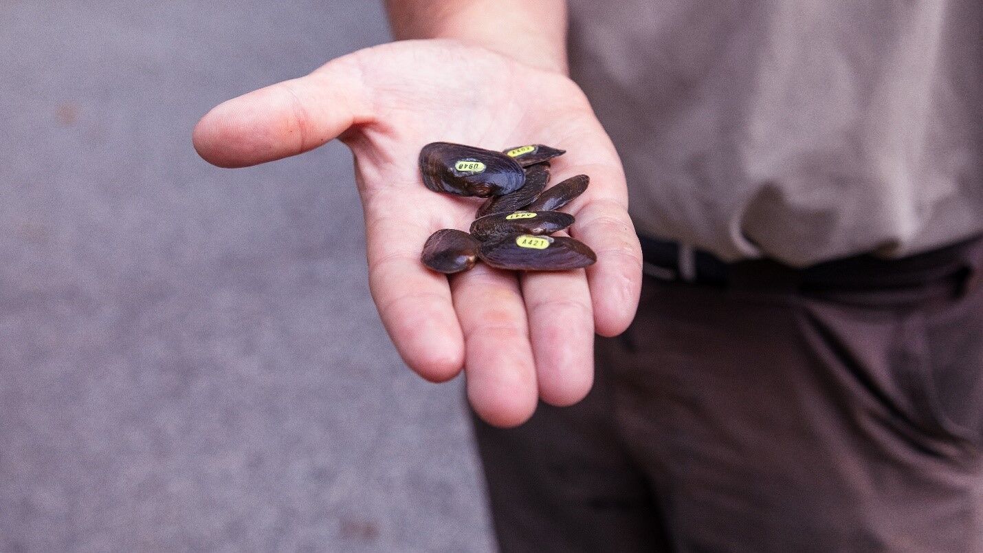 Prince William County, partners release mussels into streams ...