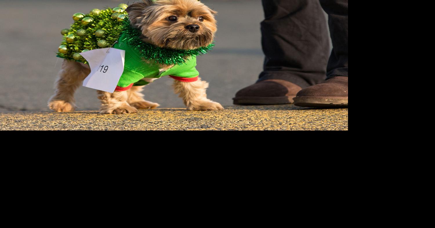 Merry Christmas: Reindogs bring joy to Northern Virginia | news ...