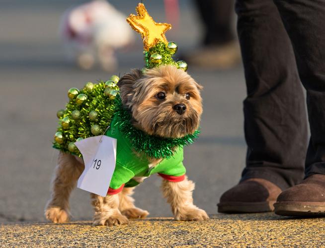 PHOTO GALLERY: 2014 McLean Reindog Parade | news/fairfax | insidenova.com