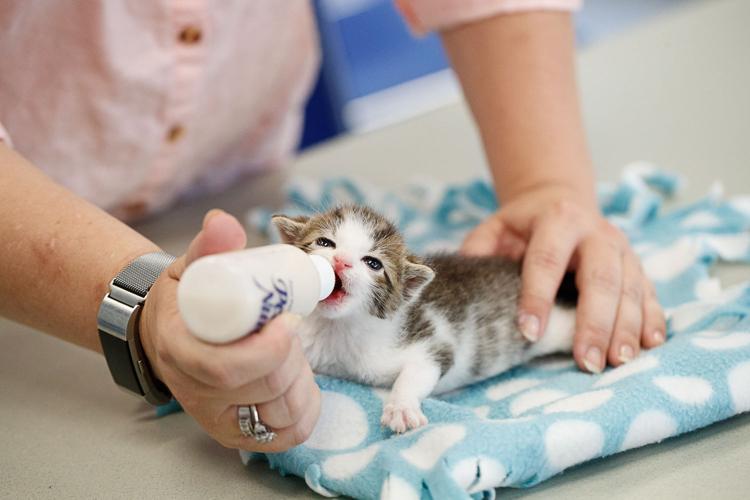 PHOTOS: Effort to protect neonatal kittens draws support | Photo ...