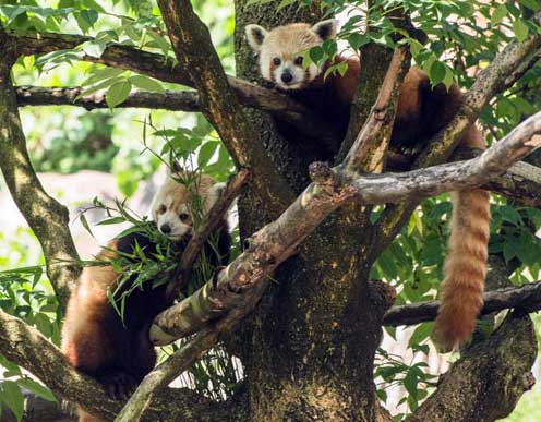 Rusty the Red Panda | Photo Galleries | insidenova.com