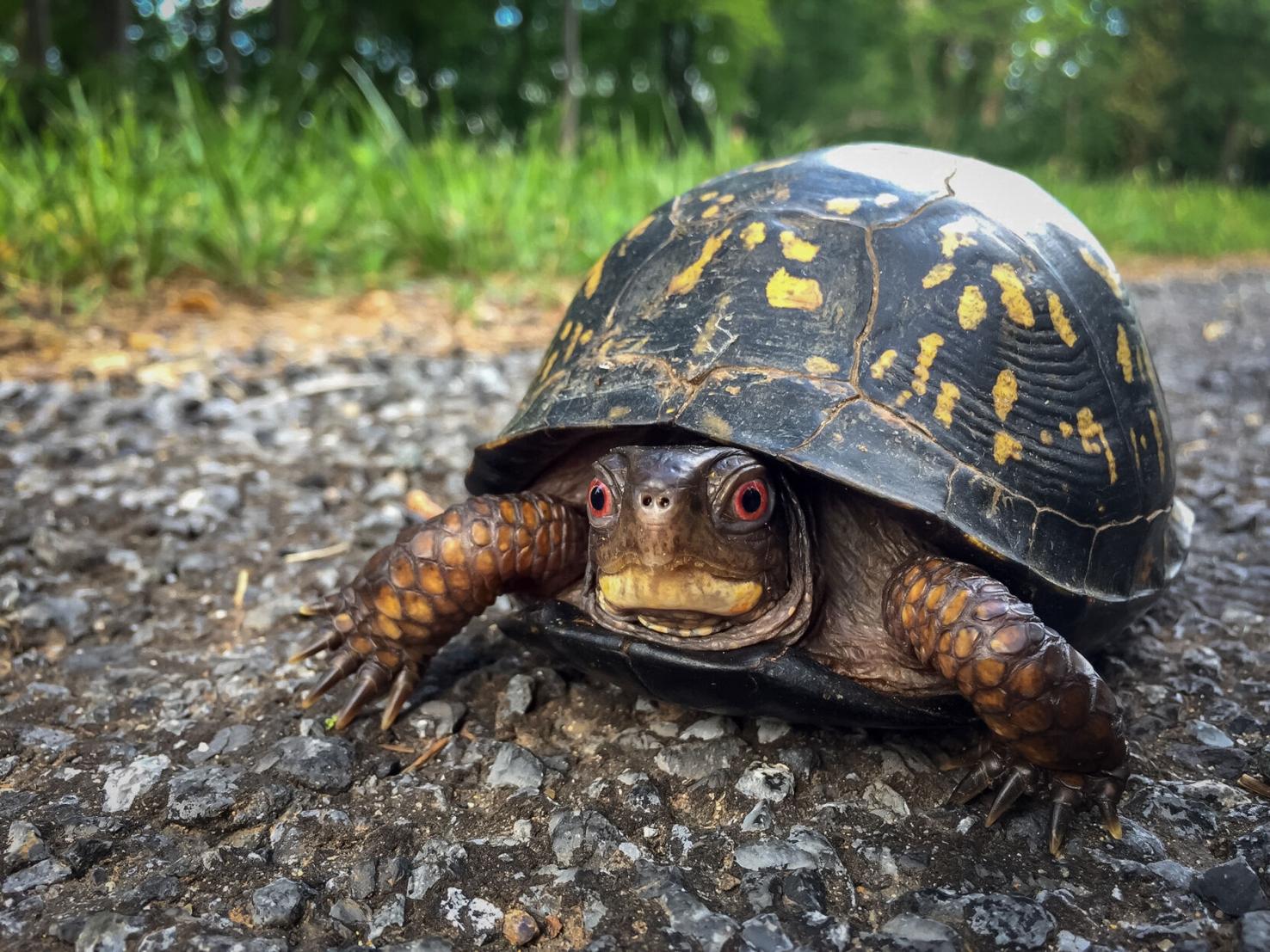 Troubled times for Turtles: Habitat loss, poaching threaten the ancient ...