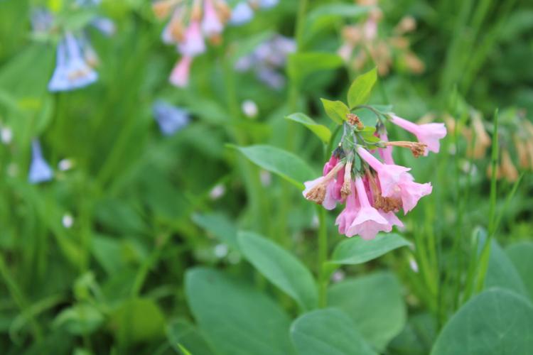 IN PHOTOS: Bluebells bloom at Merrimac Farm | Headlines | insidenova.com