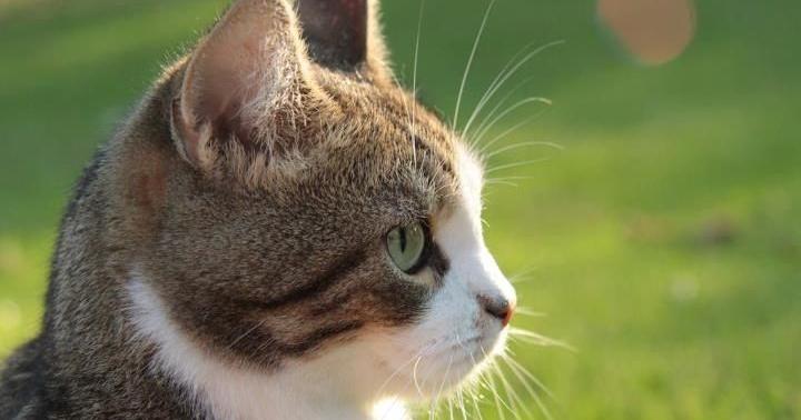 Critter Corner: When the time comes, have a plan for your pets ...