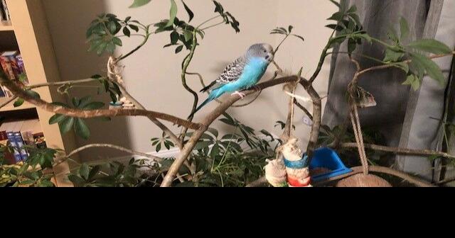 Middle of the night rescue saves scared parakeet | Headlines ...