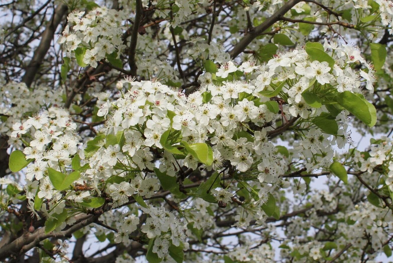 Virginia seeks to root out Bradford pear trees | Headlines | insidenova.com