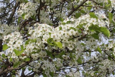 Virginia seeks to root out Bradford pear trees | Headlines | insidenova.com