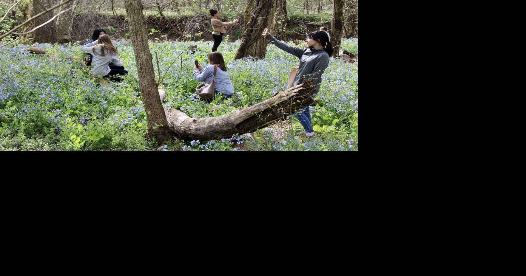 IN PHOTOS: Bluebells bloom at Merrimac Farm | Headlines | insidenova.com