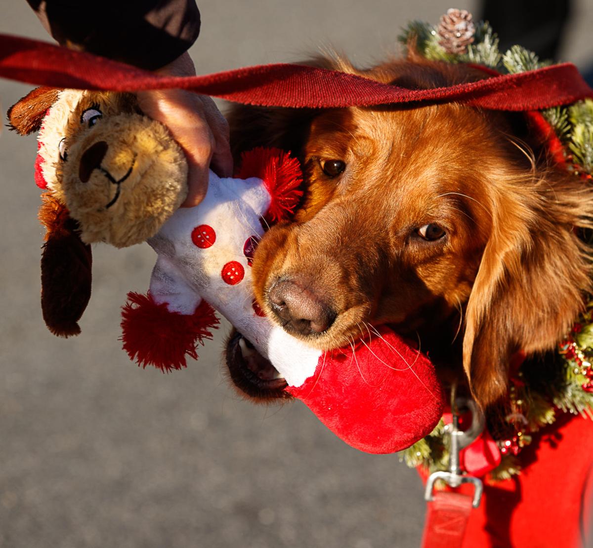 PHOTOS: ‘Reindogs’ help bring the holiday spirit to life | Multimedia ...