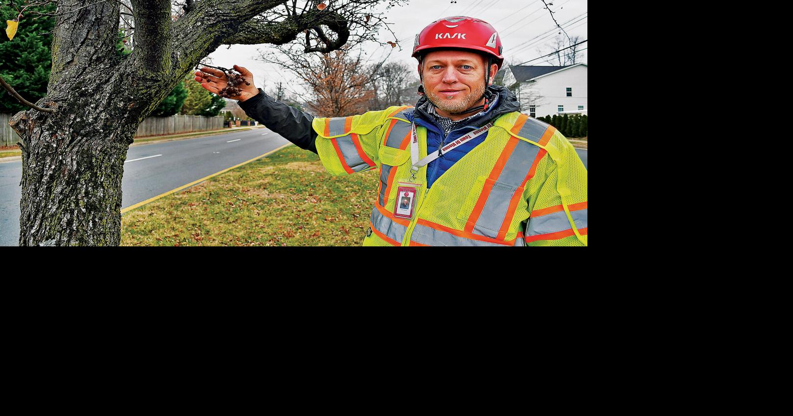 Vienna officials decide to remove pear trees from median | news/fairfax ...