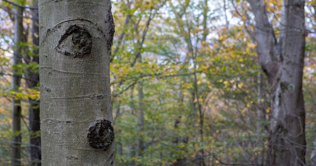 'On behalf of the Lorax:' Bills to preserve trees during home building ...