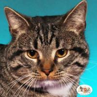 Adopt Tiger | Lifestyles | insidenova.com