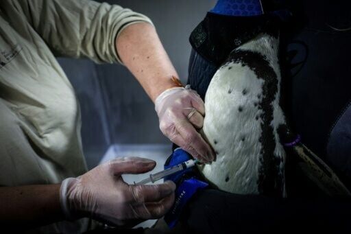 Penguins queue in Paris zoo for their bird flu jabs | National ...