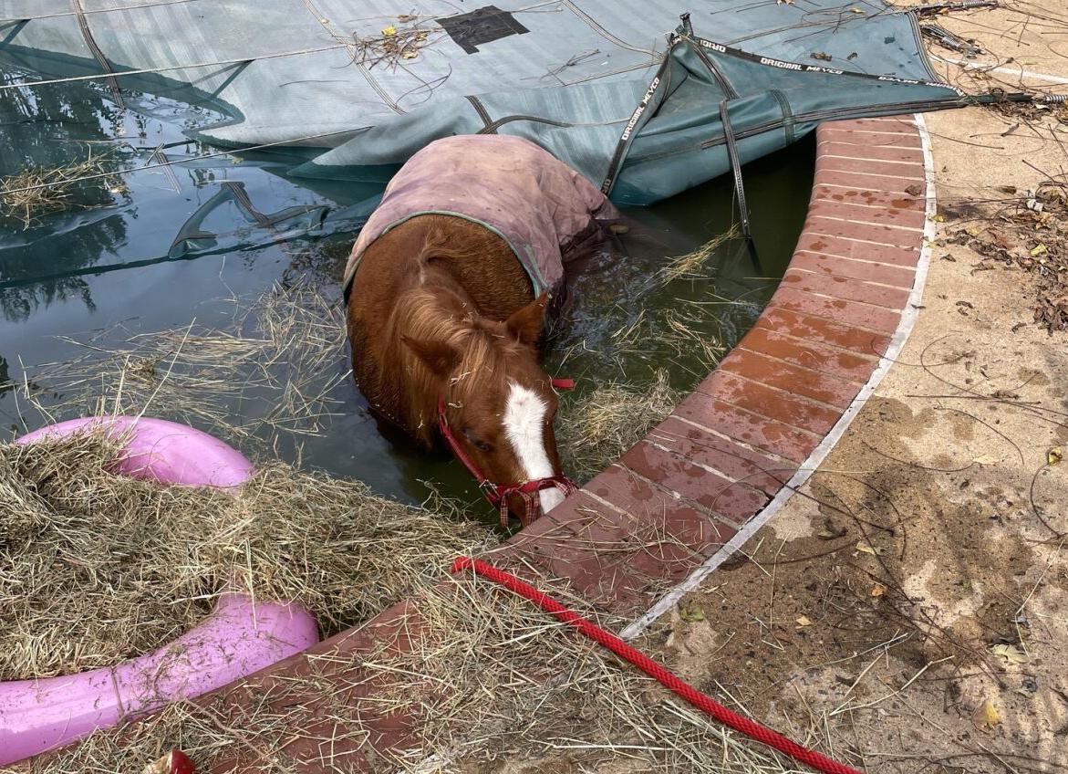 900-pound pony rescued from Nokesville swimming pool | Headlines ...