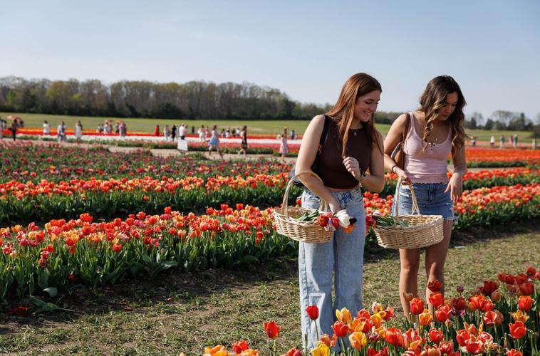 IN PHOTOS: A stunning spring scene at Burnside Farms in Nokesville ...