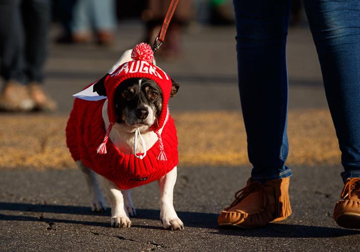 PHOTOS: ‘Reindogs’ help bring the holiday spirit to life | Multimedia ...