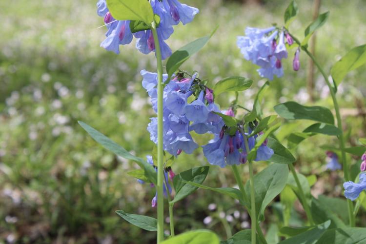 IN PHOTOS: Bluebells bloom at Merrimac Farm | Headlines | insidenova.com