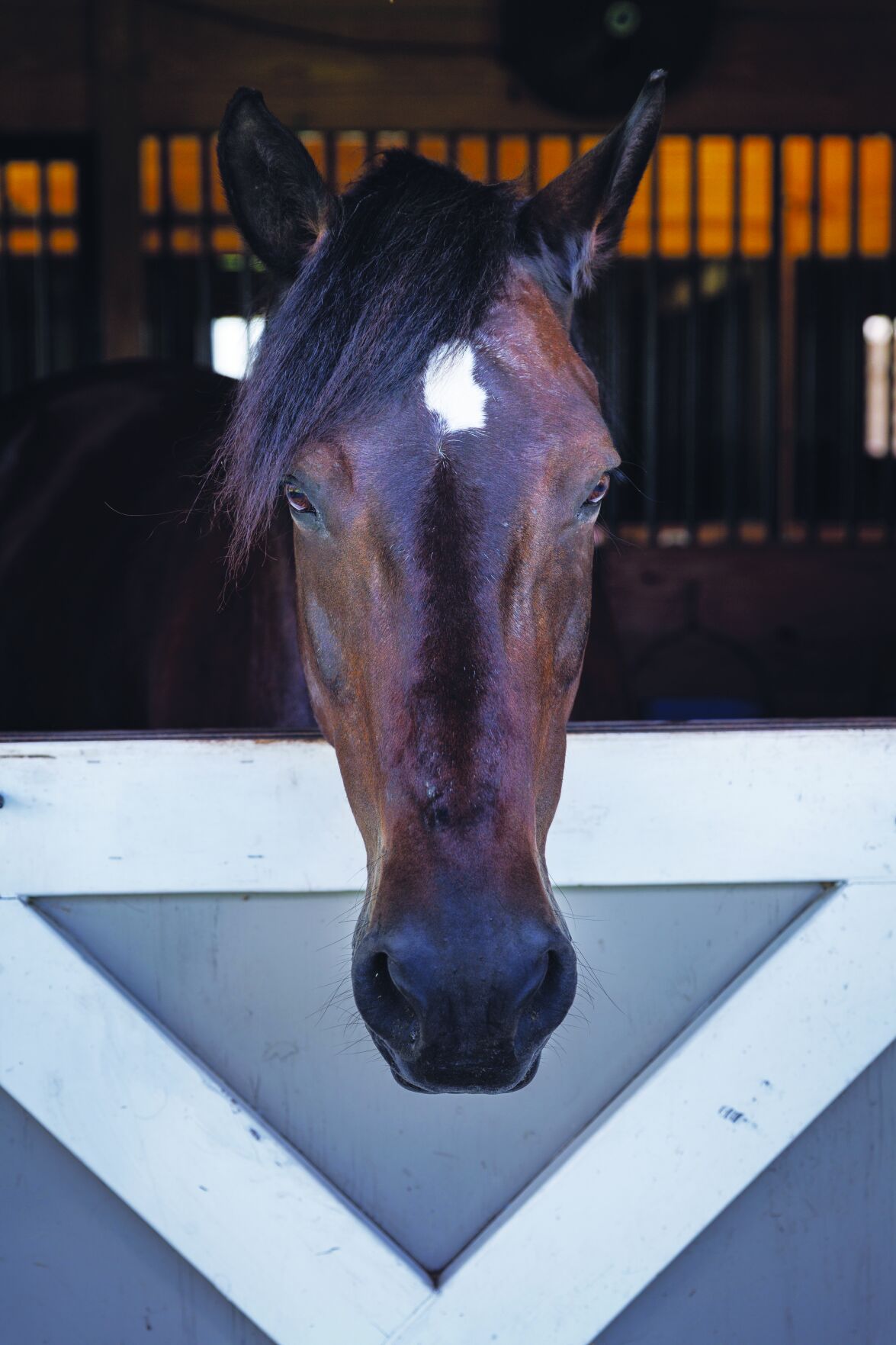 Rainbow Therapeutic Riding leads riders to brighter futures | Headlines ...