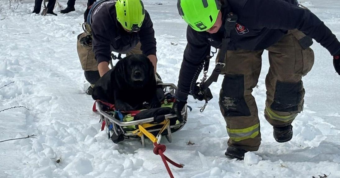 Firefighters rescue dog after slide down icy embankment | Headlines ...