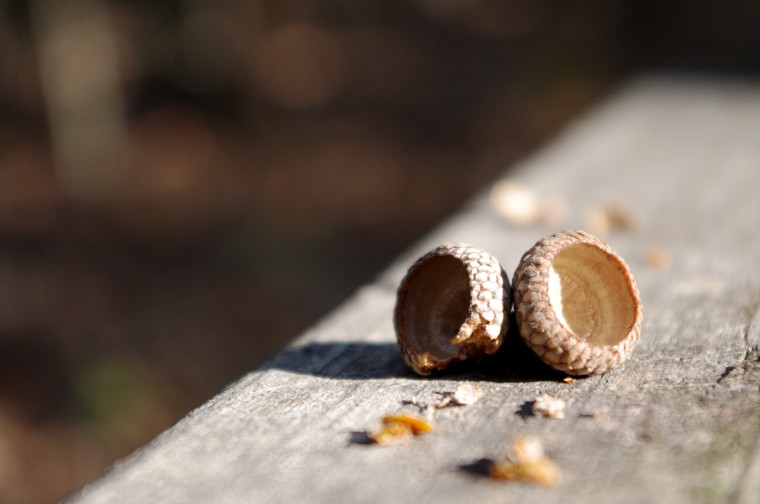 Va. DOF seeks public's help with acorn, nut collection | Headlines ...