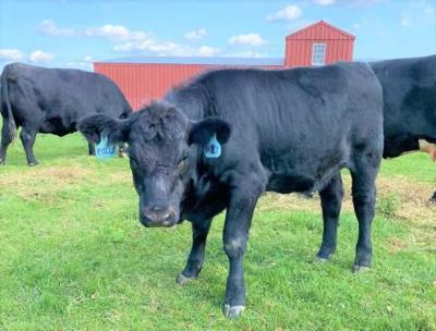 Fundraiser will ask Frying Pan Park cows to moooooove as fast as they ...
